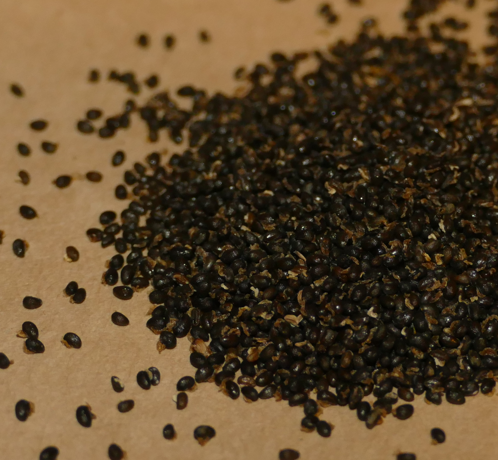 ROSOPAS – OPG Magave